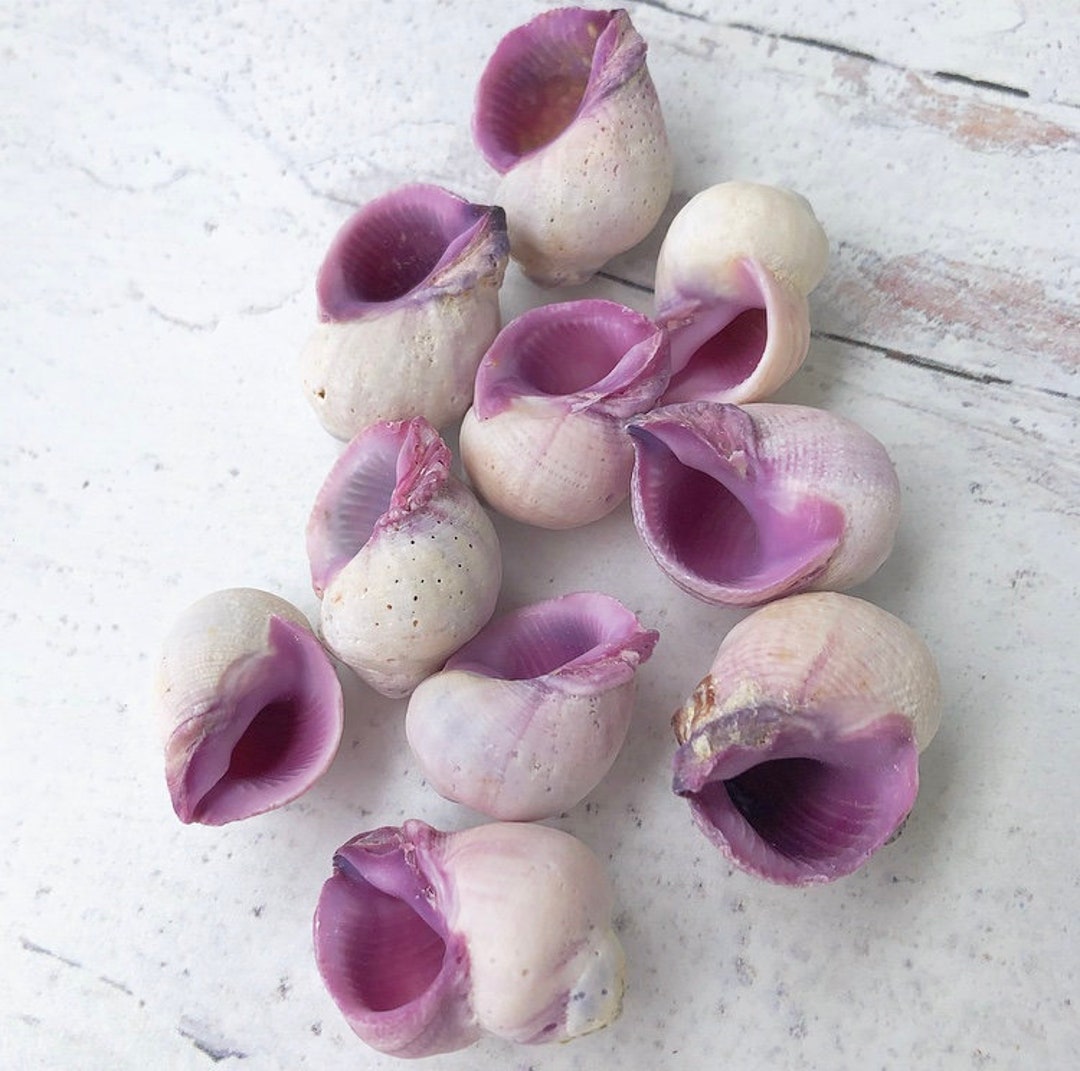 Medium WHITE and PURPLE VIOLACEA Seashells 10 Pieces, Medium Seashells ...