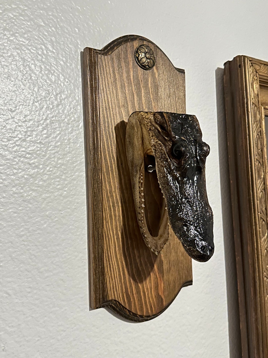 Taxidermy Alligator Mount - Etsy