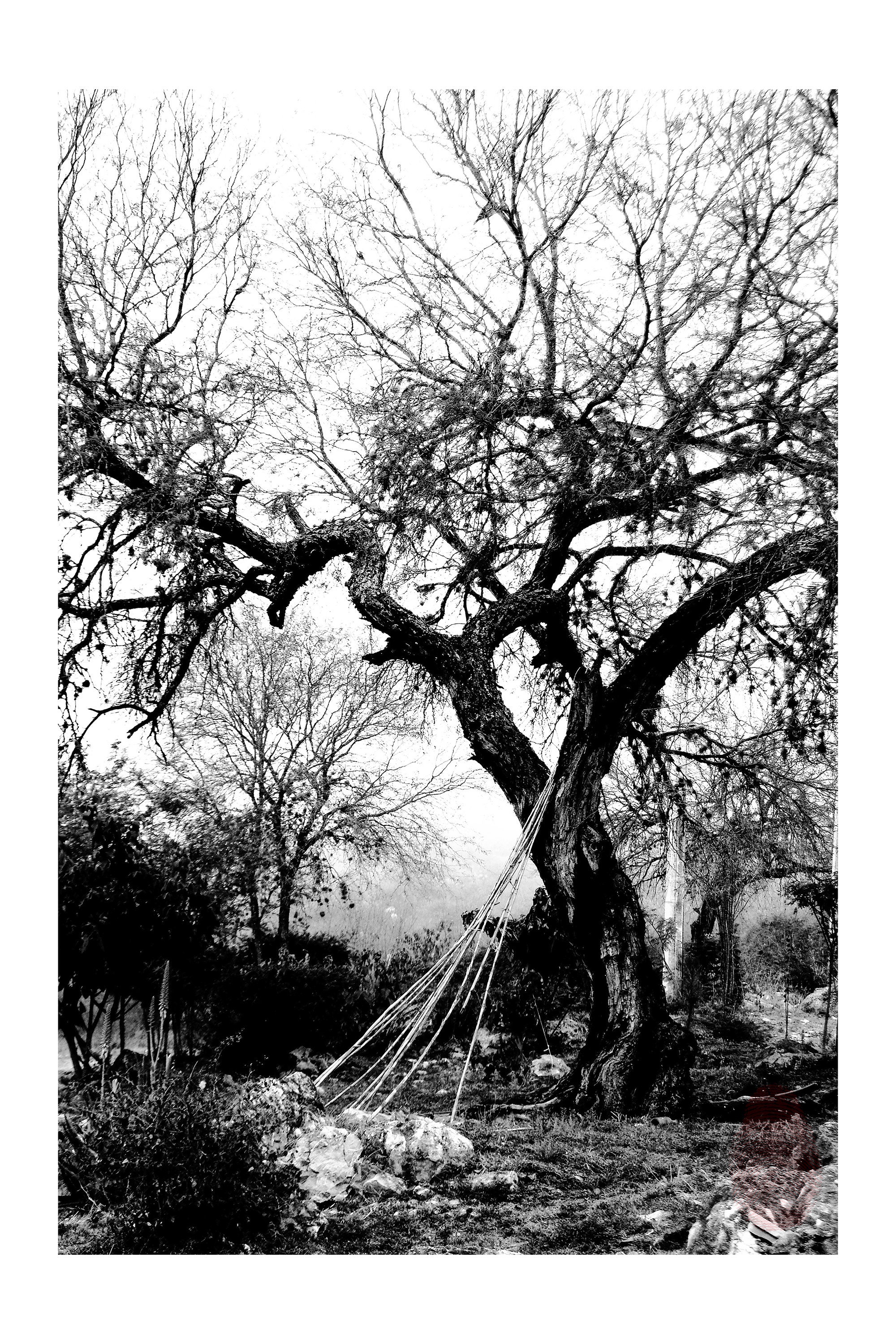 Black and White Photography, A Tree, Mexico, Printable Digital Instant ...