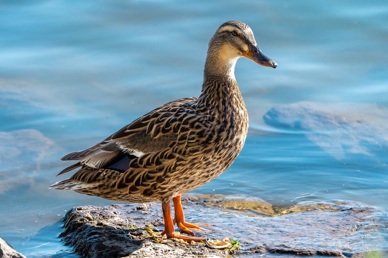 Mallard Duck North Dakota Photography Print, Duck Print, North Dakota ...