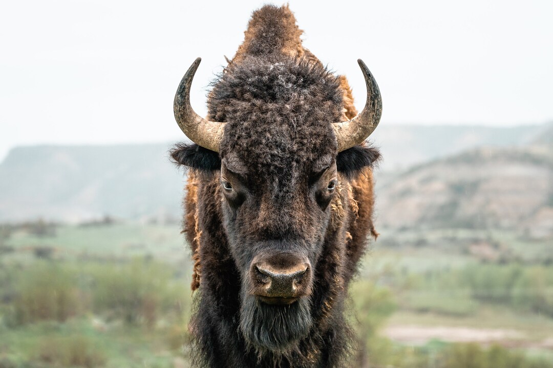 Bison Stare North Dakota Photography Print, Theodore Roosevelt National ...