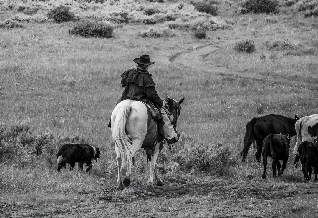 Cattle Drive, Cowboy Western, Montana Cowboy, Cowboy and Cowdog ...