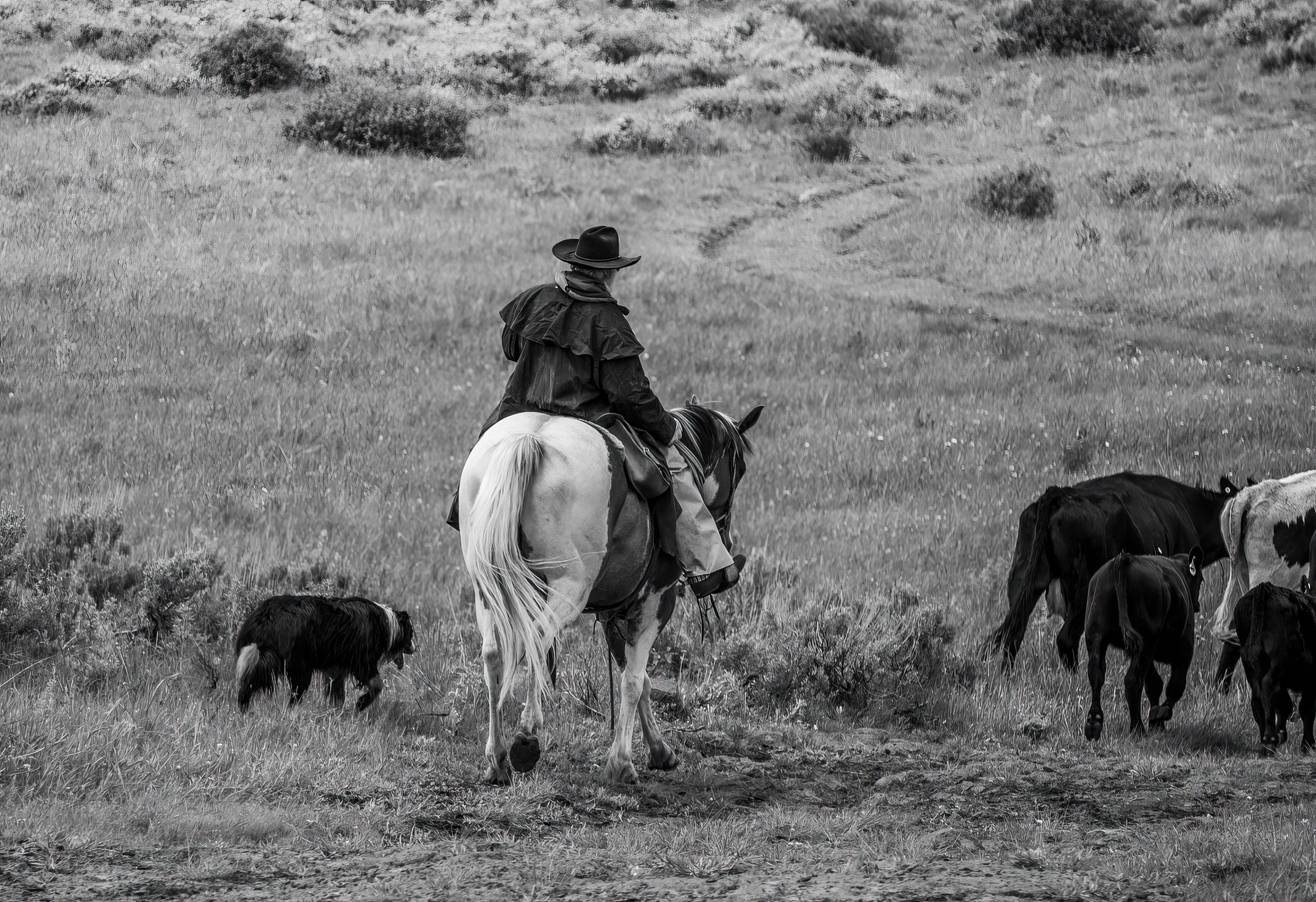 Cattle Drive, Cowboy Western, Montana Cowboy, Cowboy and Cowdog ...