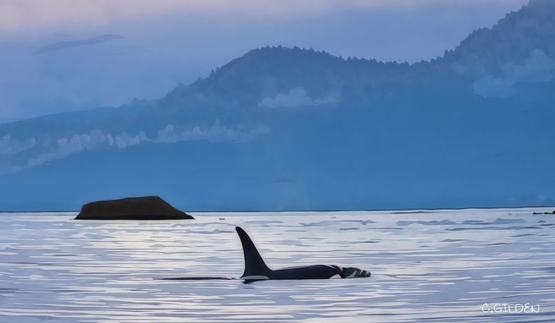 Blue Passage of the Orca Fine Art Print, Killer Whale Swimming Print ...