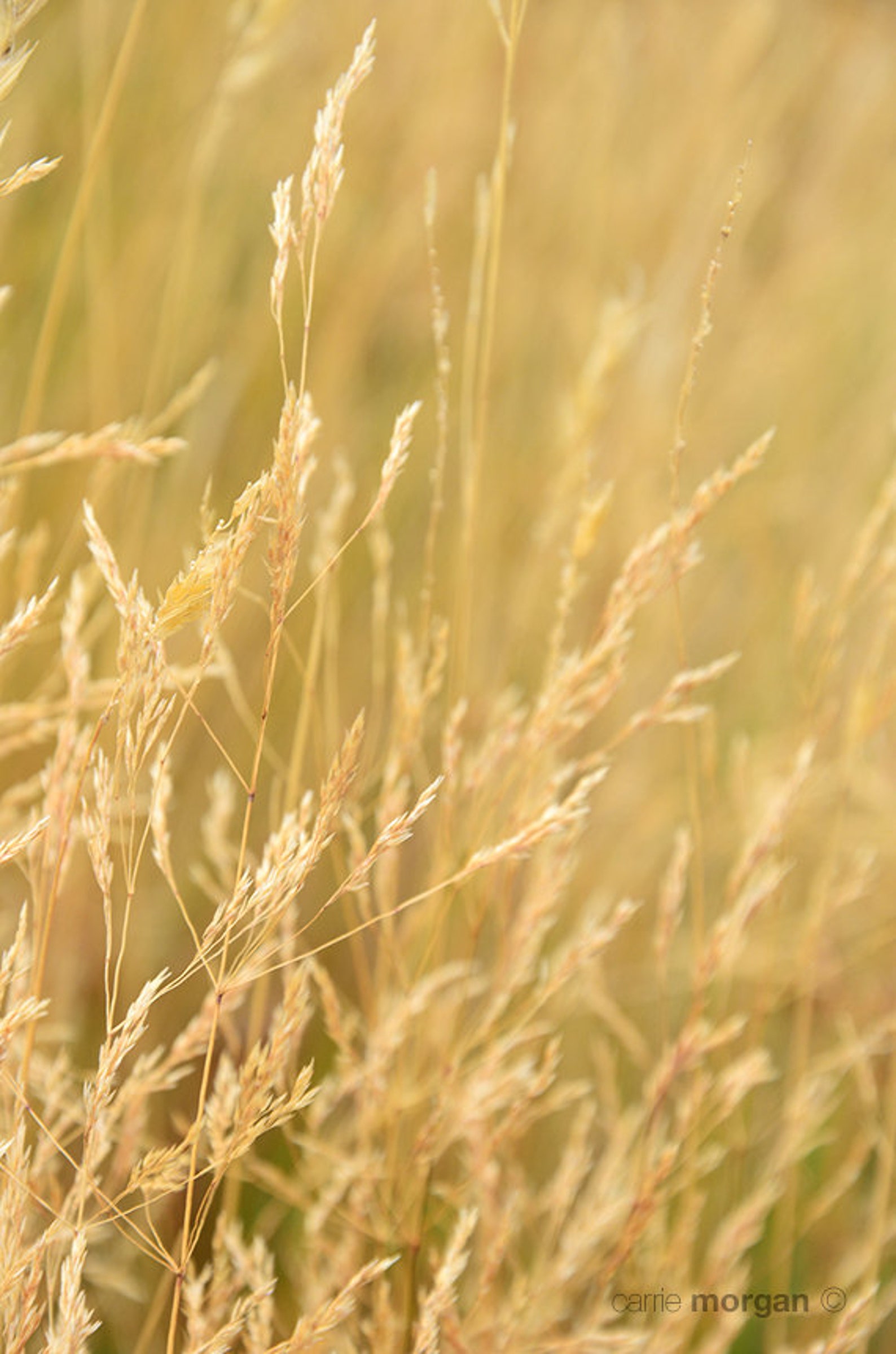 Gold Nature Photography, Yellow Rustic Home Decor, Yellow Grass Photo ...