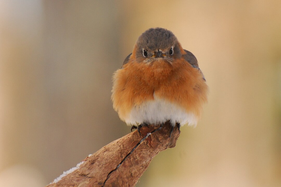 Bluebird Shivering, Nature Photo by Don Kanzler - Etsy