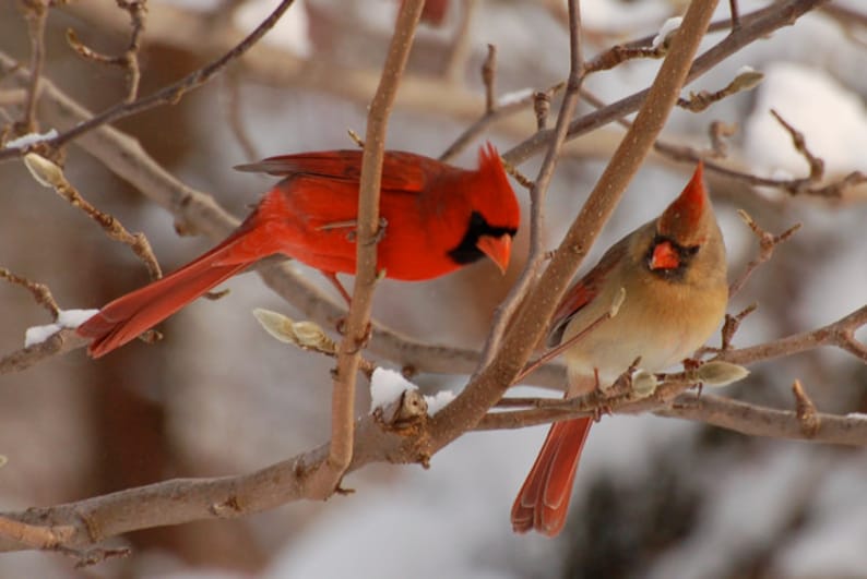 Cardinals in Winter, Fine Art Photo - Etsy