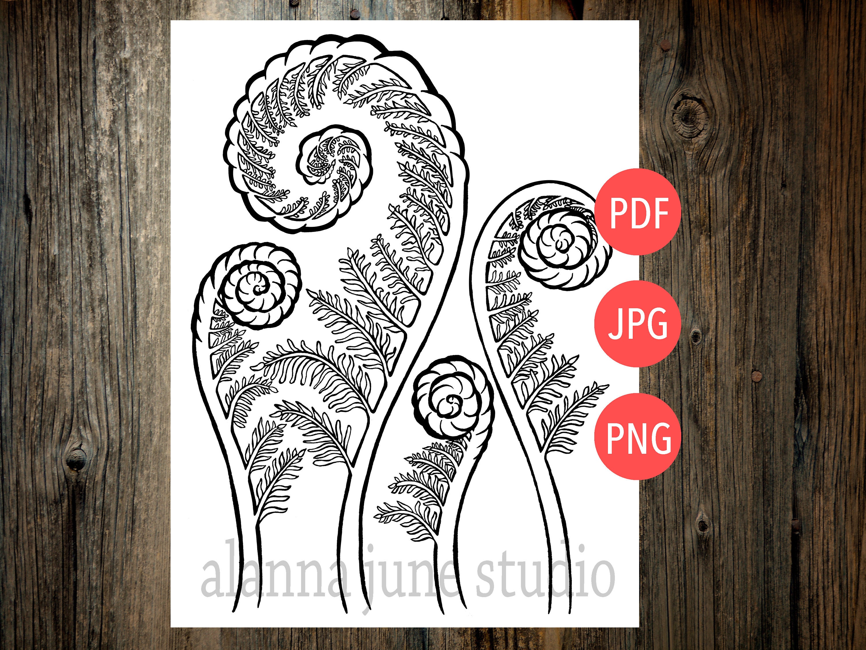 Fiddlehead Fern Drawing