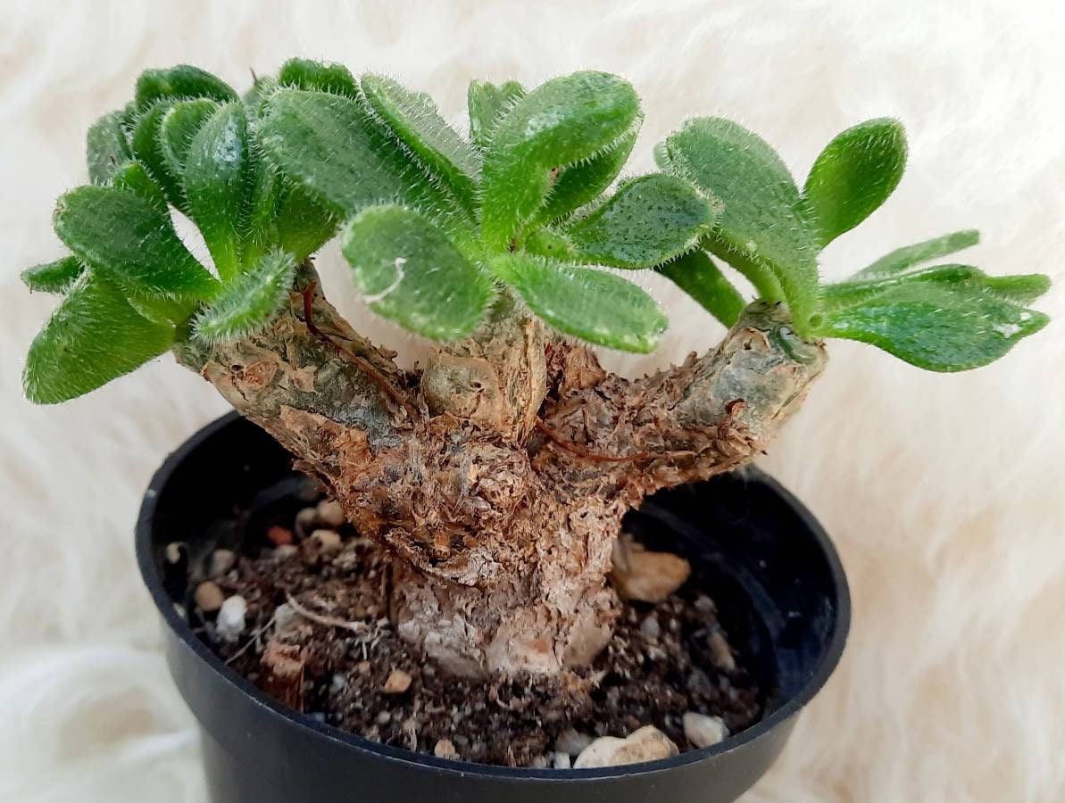 Tylecodon Nolteei Lavr. 31258 Nuwerus 20 Fresh Seeds - Etsy Australia