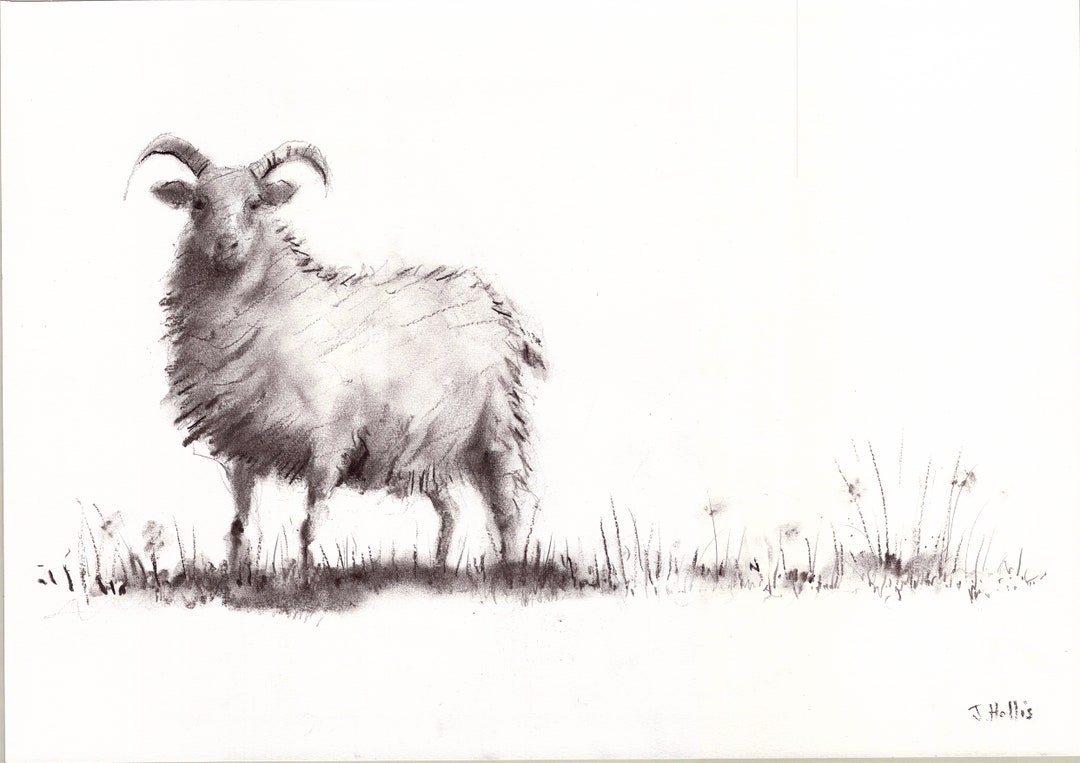 Sheep Drawing - Original - A3 Size - Wildlife Art- Charcoal - Sheep Art ...