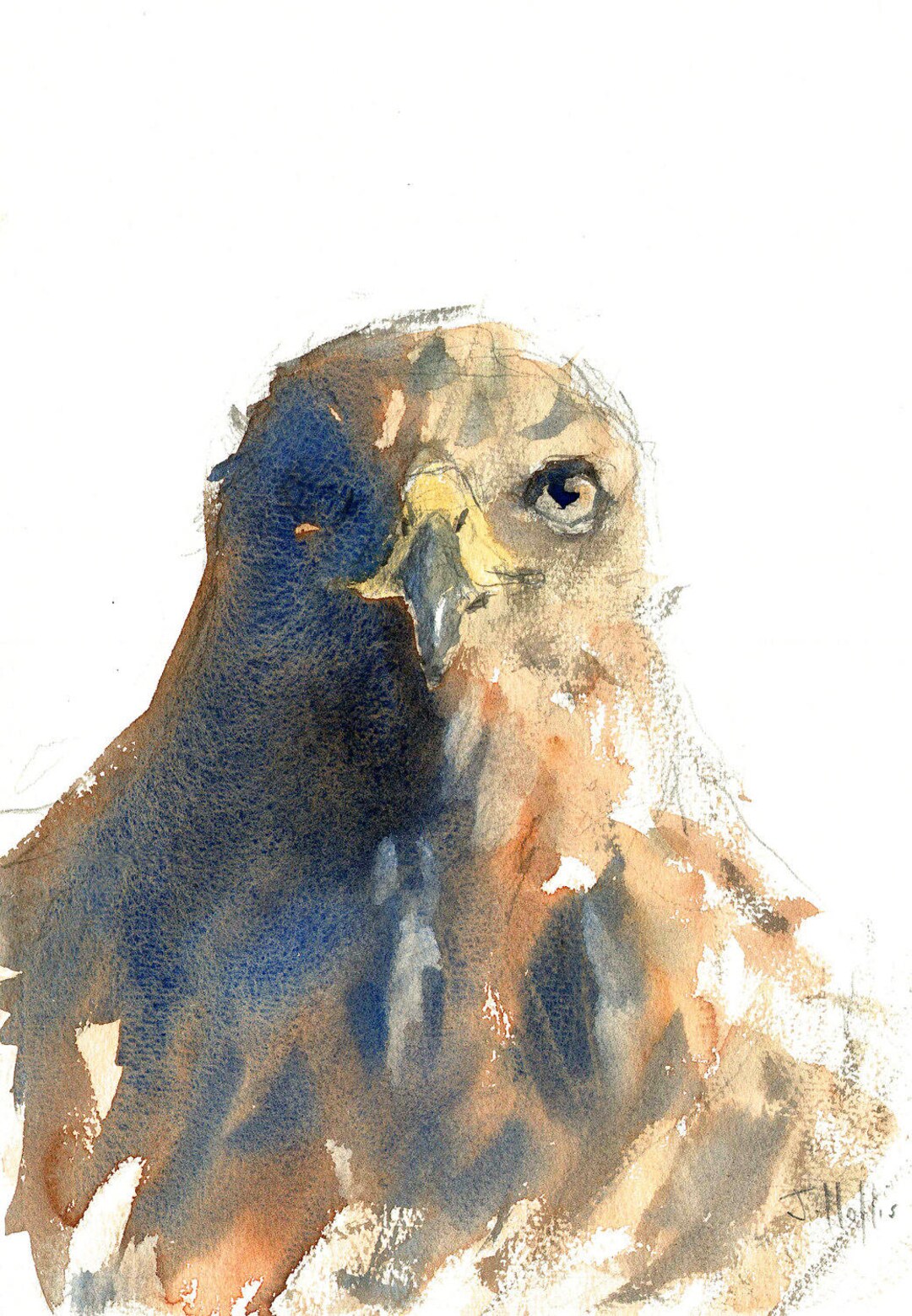 Hawk Print Hawk Hawk Painting Bird of Prey Bird Print - Etsy