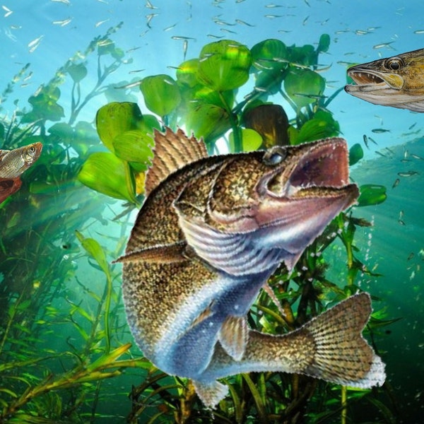 Walleye Mailbox Decal - Etsy