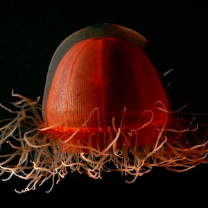 DIGITAL: the Deepsea Jellyfish Crossota From the Arctic Ocean. - Etsy