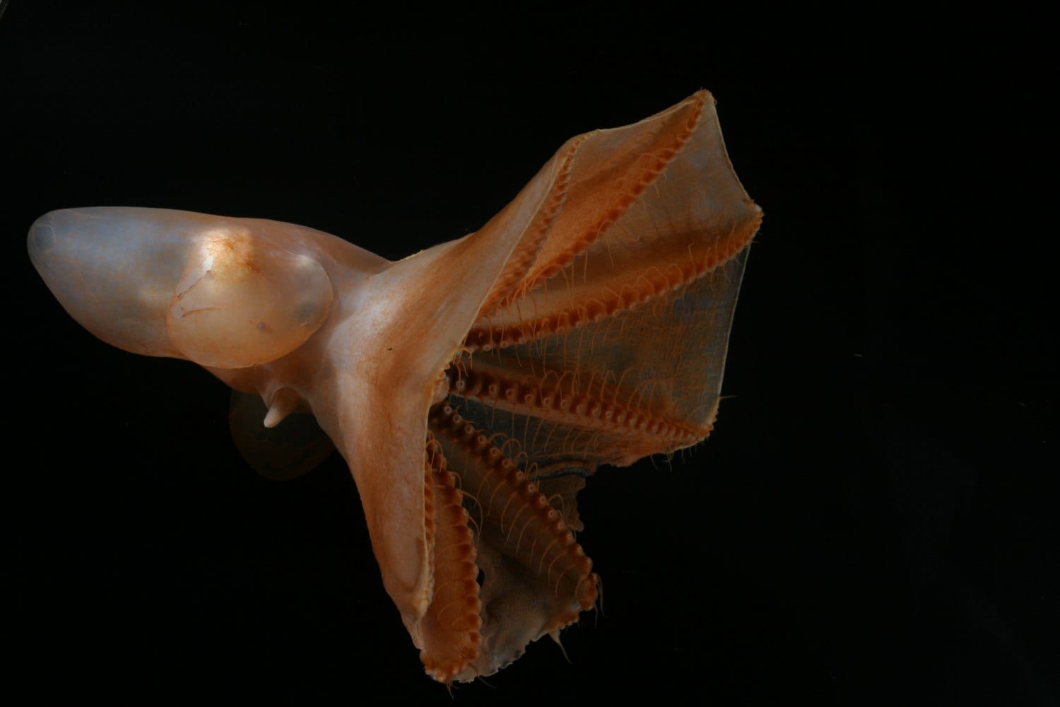 Deep Ocean Octopus