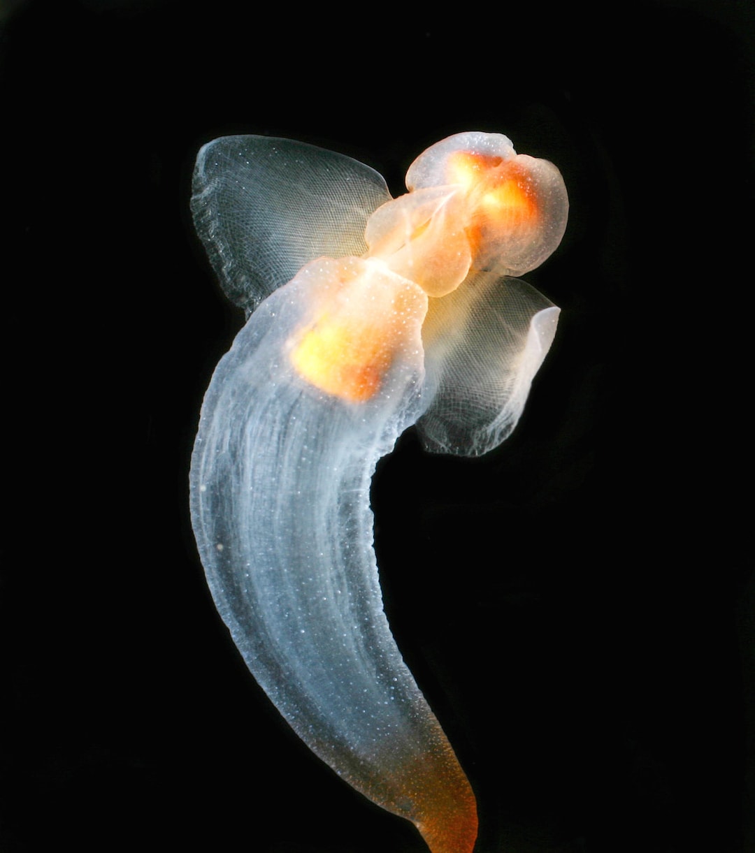 The Sea Angel Clione Limacina From the Arctic Ocean. - Etsy