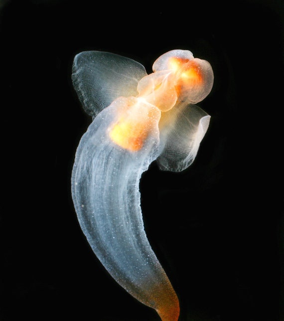 Clione-limacina van de zee-engel van de Noordelijke IJszee. - Etsy ...