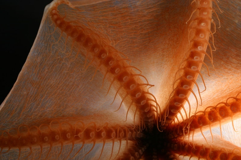 Deep Sea Octopus, Cirroteuthis, From the Arctic Ocean. - Etsy