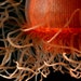 DIGITAL: the Deepsea Jellyfish Crossota From the Arctic Ocean. - Etsy