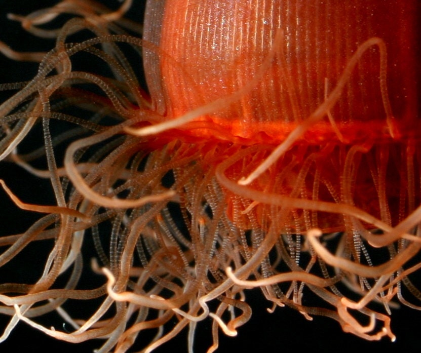 DIGITAL: the Deepsea Jellyfish Crossota From the Arctic Ocean. - Etsy