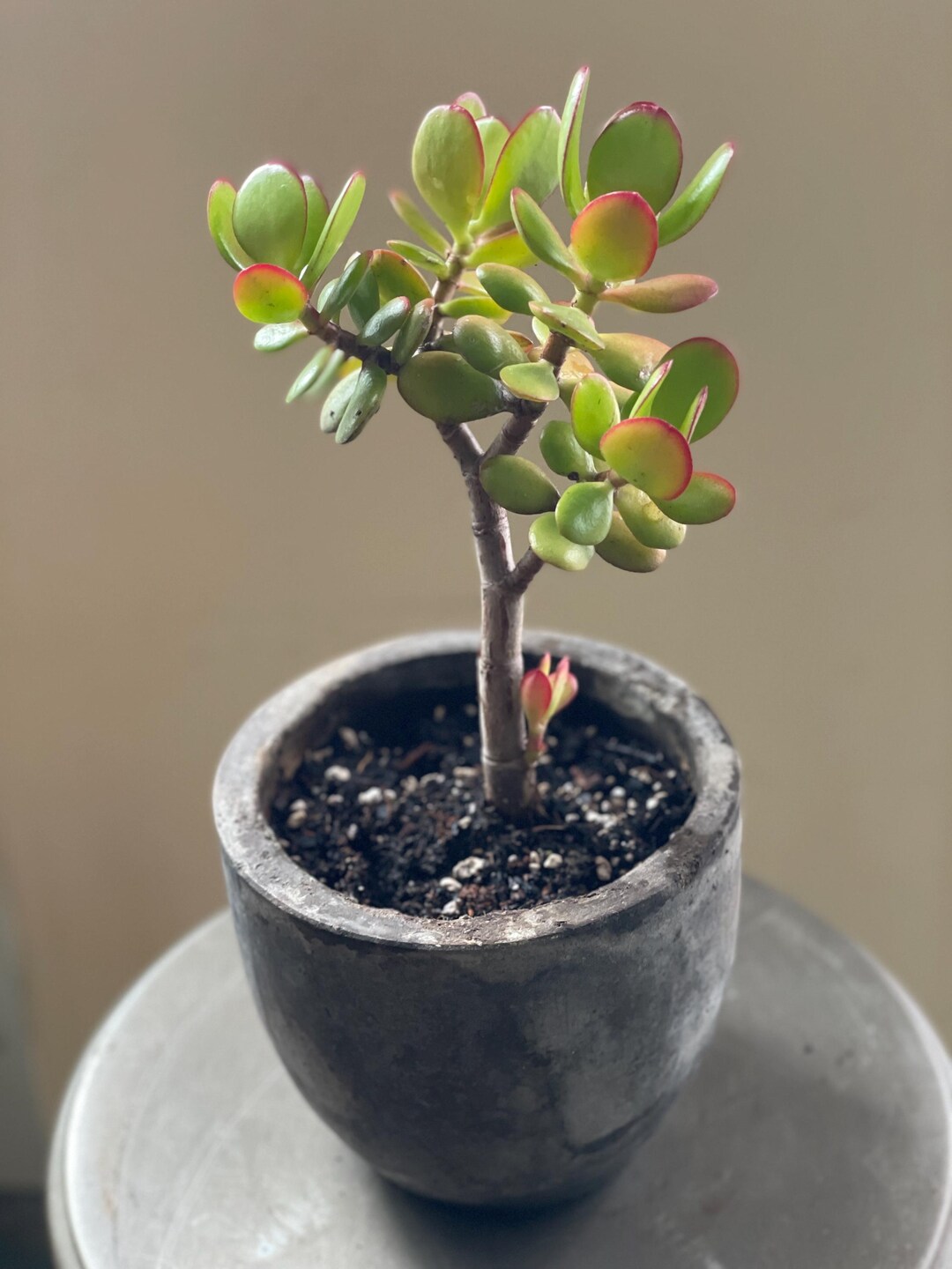 Jade Bonsi Plant - Etsy