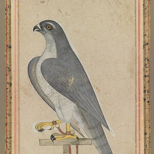 Indian Art : Falcon (c. 1770) - Giclee Fine Art Print - Etsy