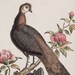 George Edwards : Peacock Pheasant From China plate 67 A Natural History ...
