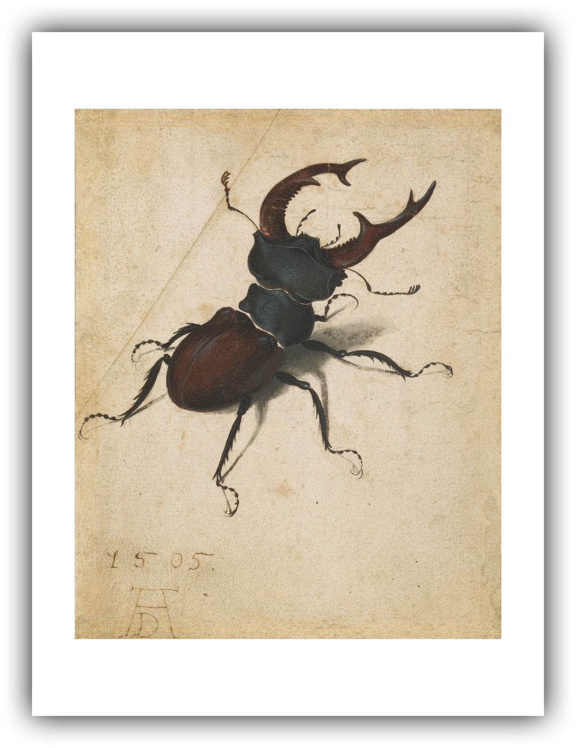 Albrecht Durer : Stag Beetle 1505 Giclee Fine Art Print - Etsy Sweden