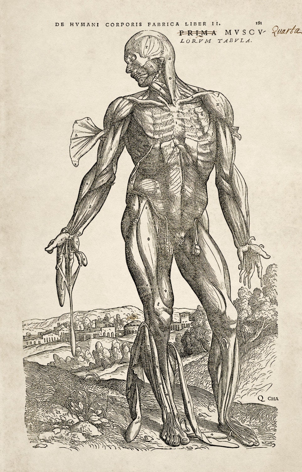 Andreas Vesalius : Muscle Man IV 1543 Giclee | Etsy
