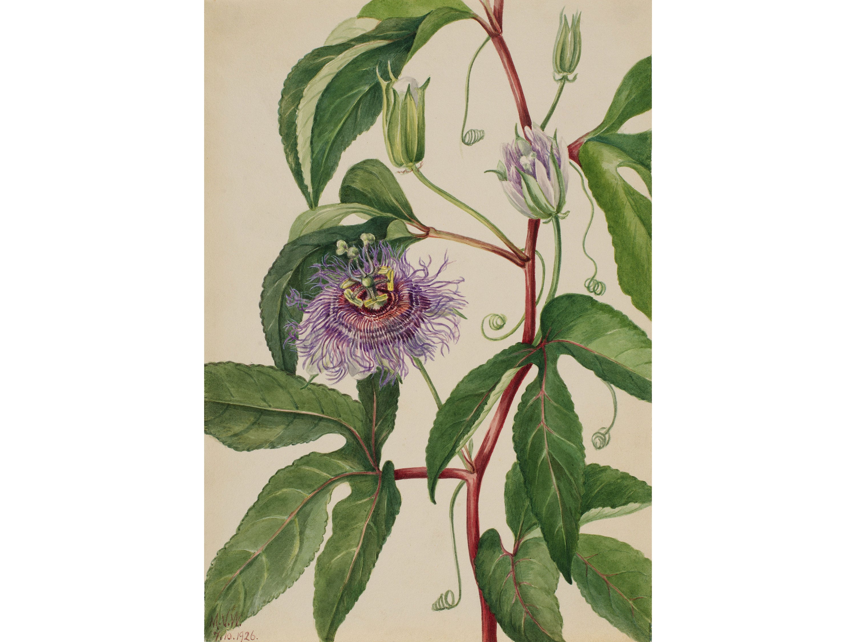 Passiflora Incarnata Drawing