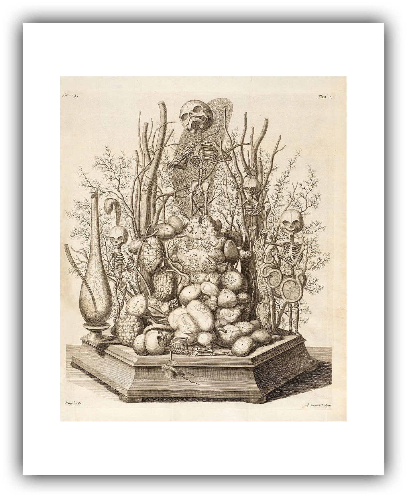Frederik Ruysch : Ad Vivum Sculpsit (1721) - Giclee Fine Art Print - Etsy