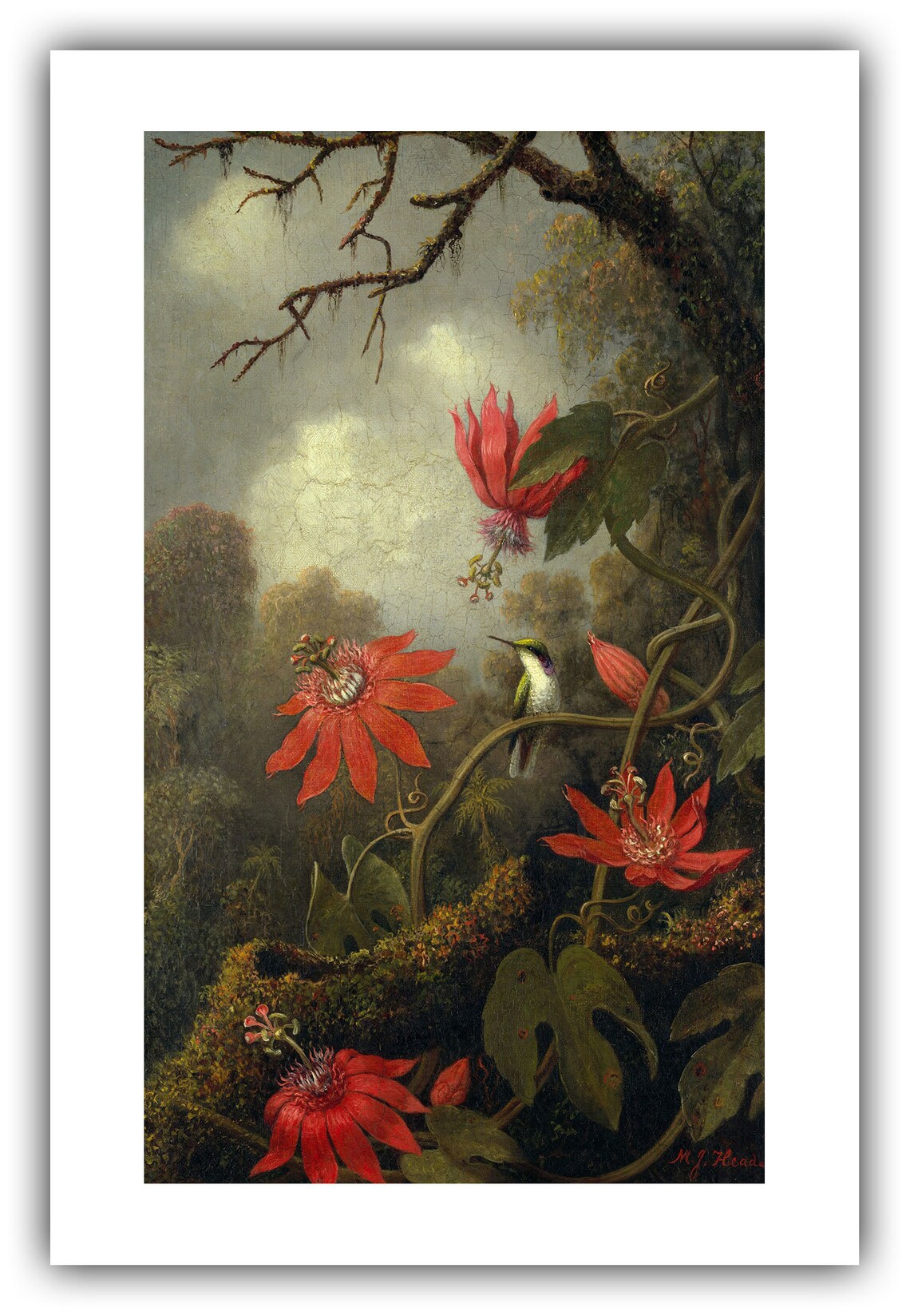 Martin Johnson Heade : Hummingbird and Passionflowers c. - Etsy