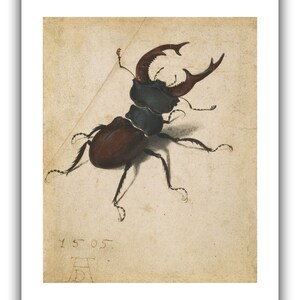 Albrecht Durer : Stag Beetle 1505 Giclee Fine Art Print - Etsy Sweden