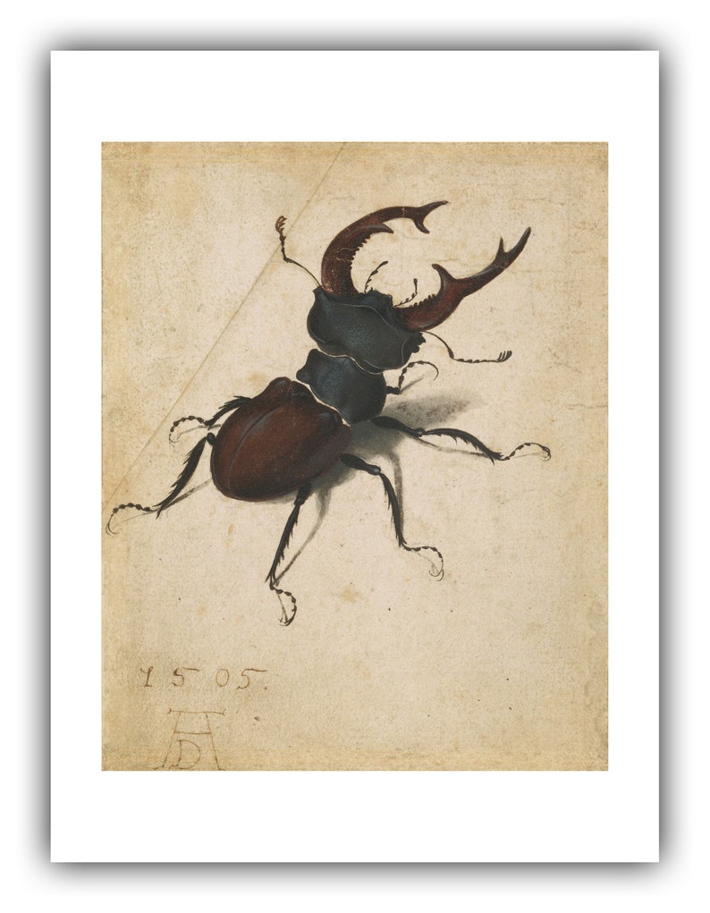 Albrecht Durer : Stag Beetle 1505 Giclee Fine Art Print - Etsy Sweden