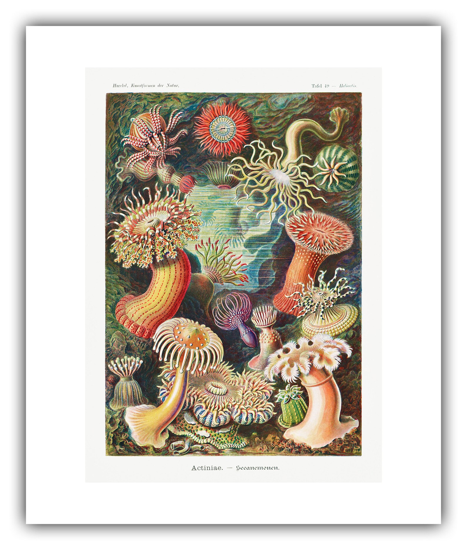 Ernst Haeckel - Artforms in Nature : Actiniae - Sea Anemones (1904 ...