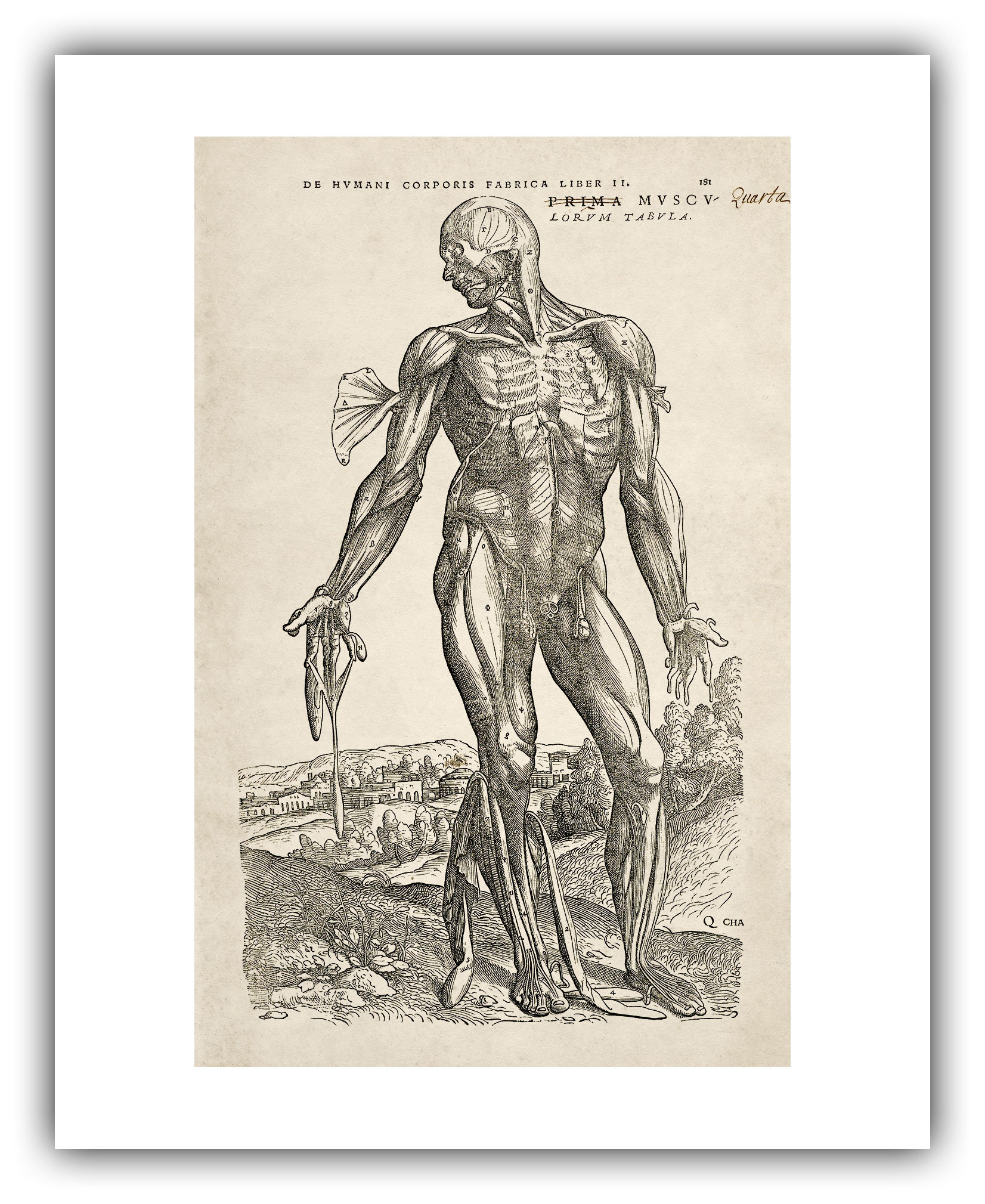 Andreas Vesalius : Muscle Man IV 1543 Giclee | Etsy