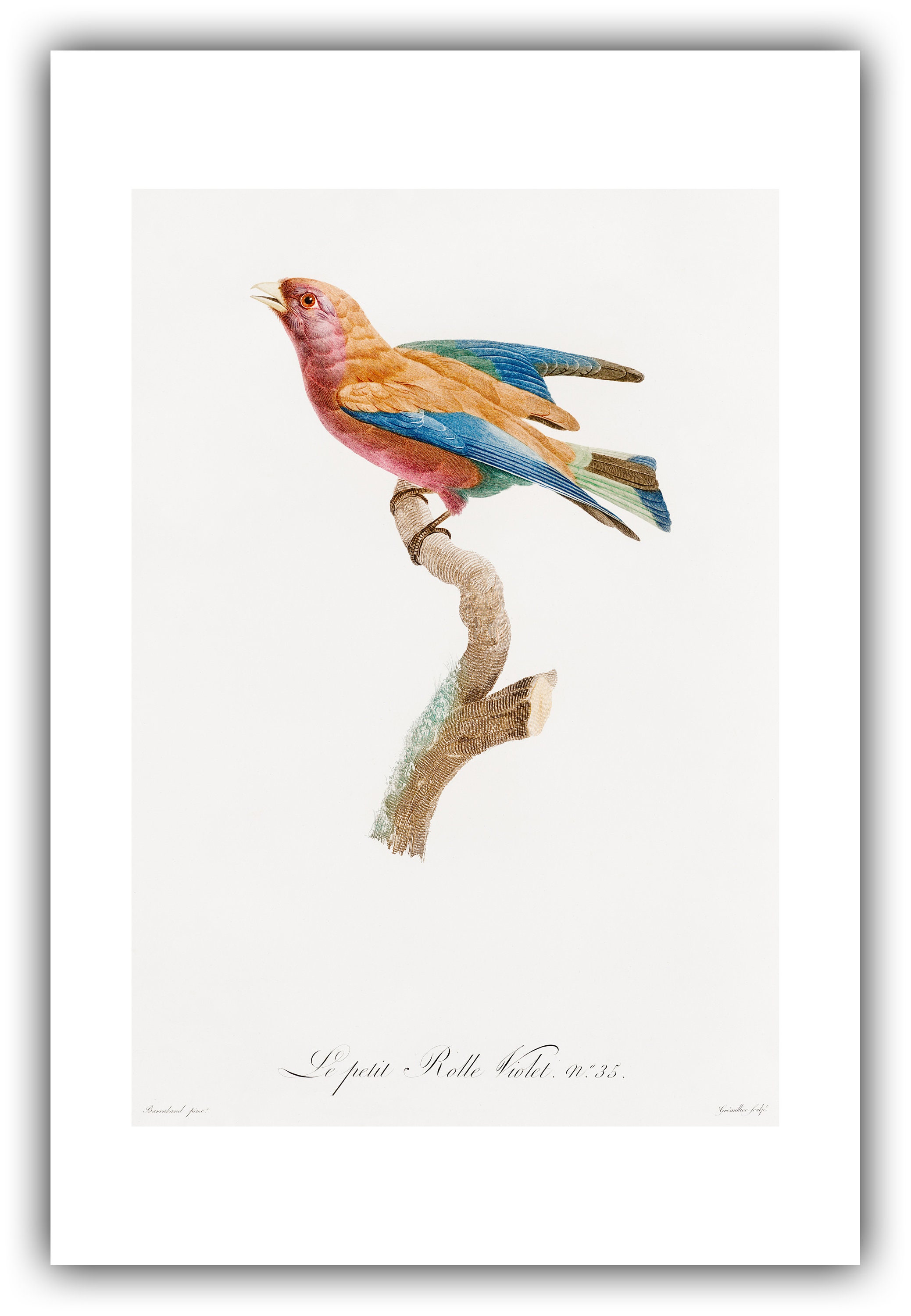 Jacques Barraband and Francois Levaillant : Young Violet Roller (1806 ...