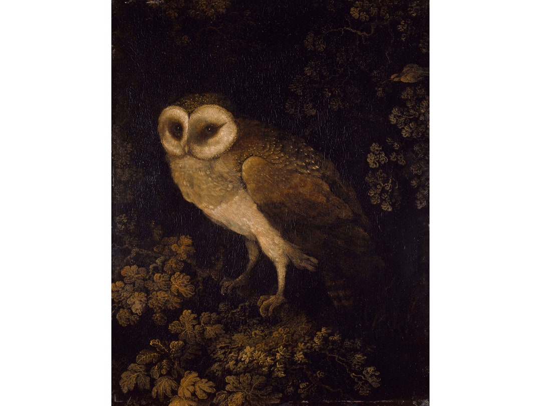 Moses Haughton the Elder : an Owl (1780-1790) - Giclee Fine Art Print ...