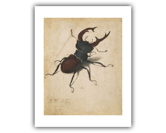 Albrecht Durer : Stag Beetle 1505 Giclee Fine | Etsy