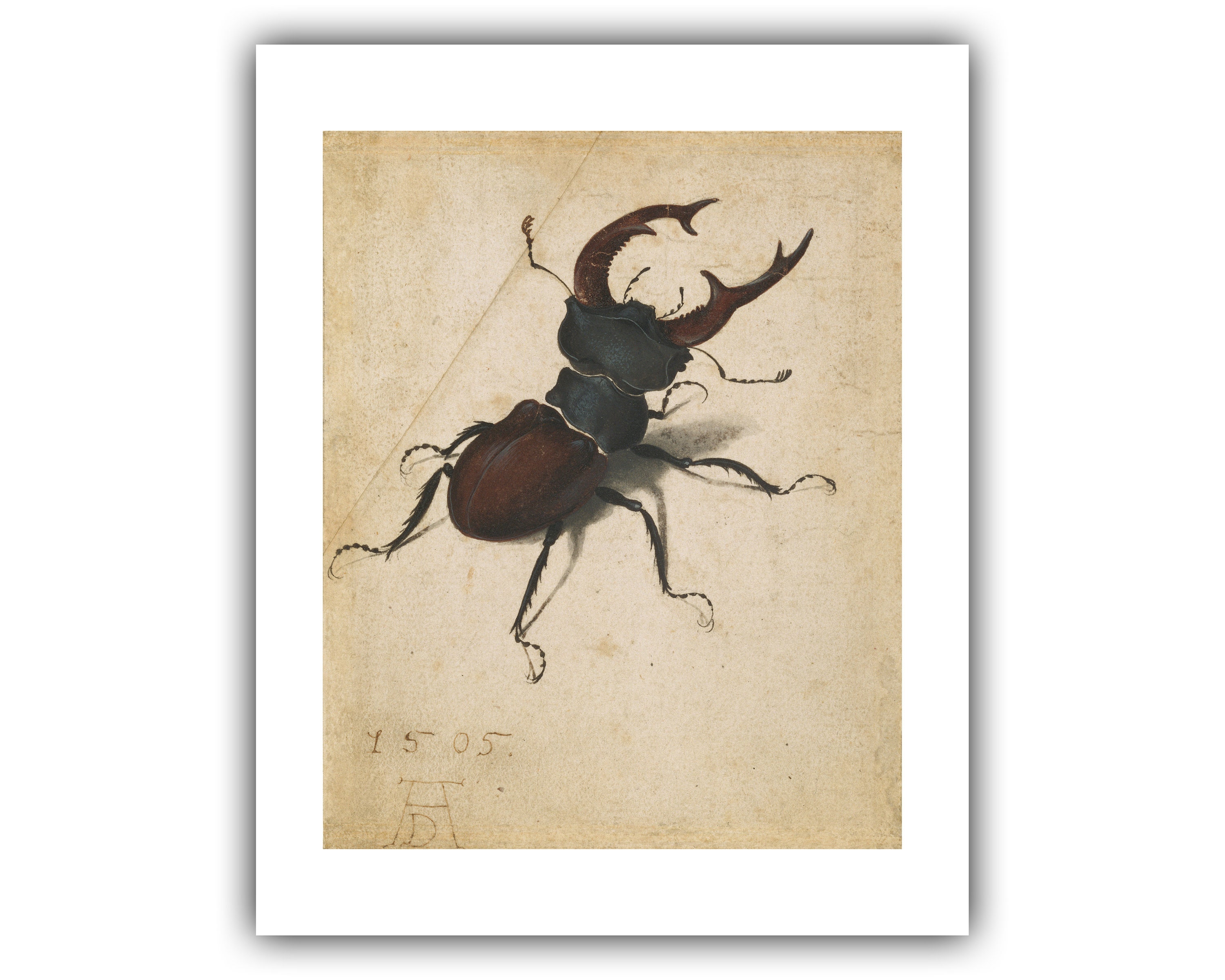 Albrecht Durer : stag Beetle 1505 Giclee Fine | Etsy