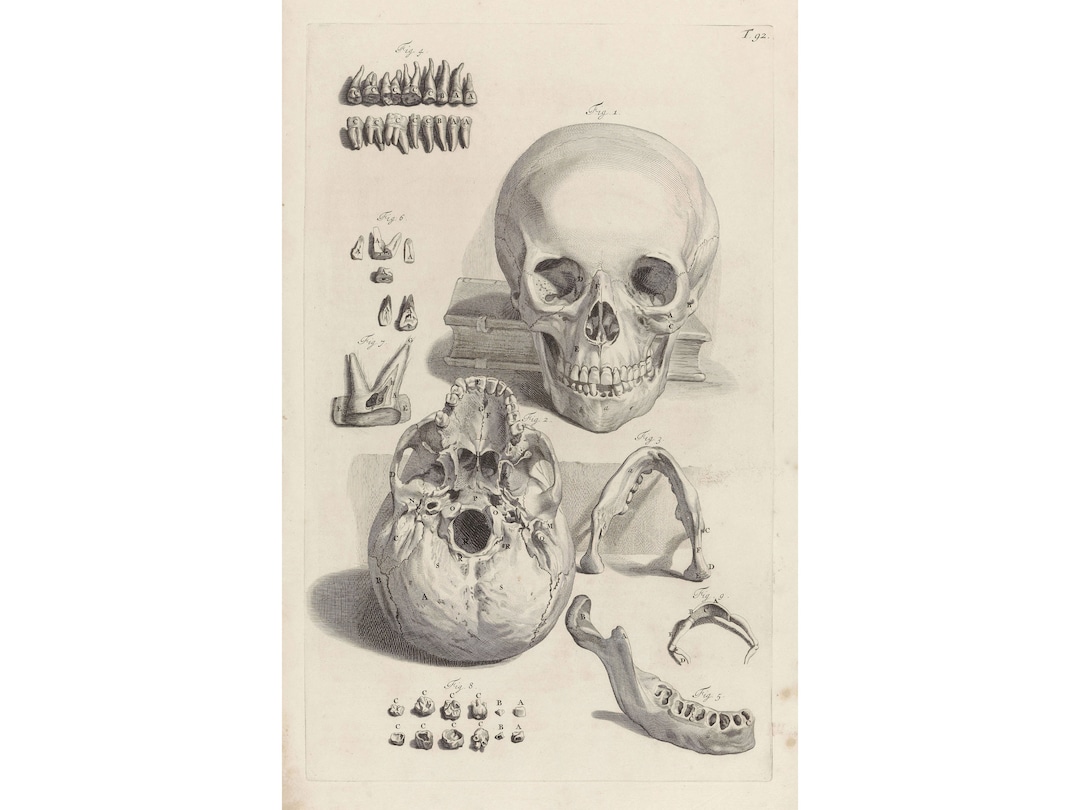 Pieter Van Gunst After Gerard De Lairesse : Anatomical Study of a Skull ...