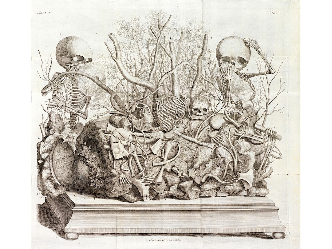 Frederik Ruysch : Diorama of Fetal Skeletons Arranged With Various ...