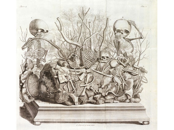 Frederik Ruysch : Diorama of Fetal Skeletons Arranged With - Etsy