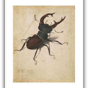 Albrecht Durer : Stag Beetle 1505 Giclee Fine Art Print - Etsy Sweden