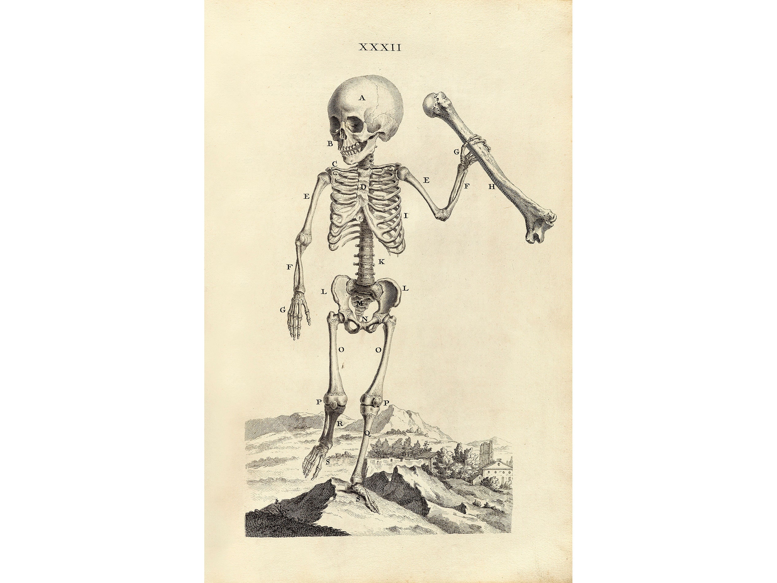 Half Skeleton Half Human Drawing