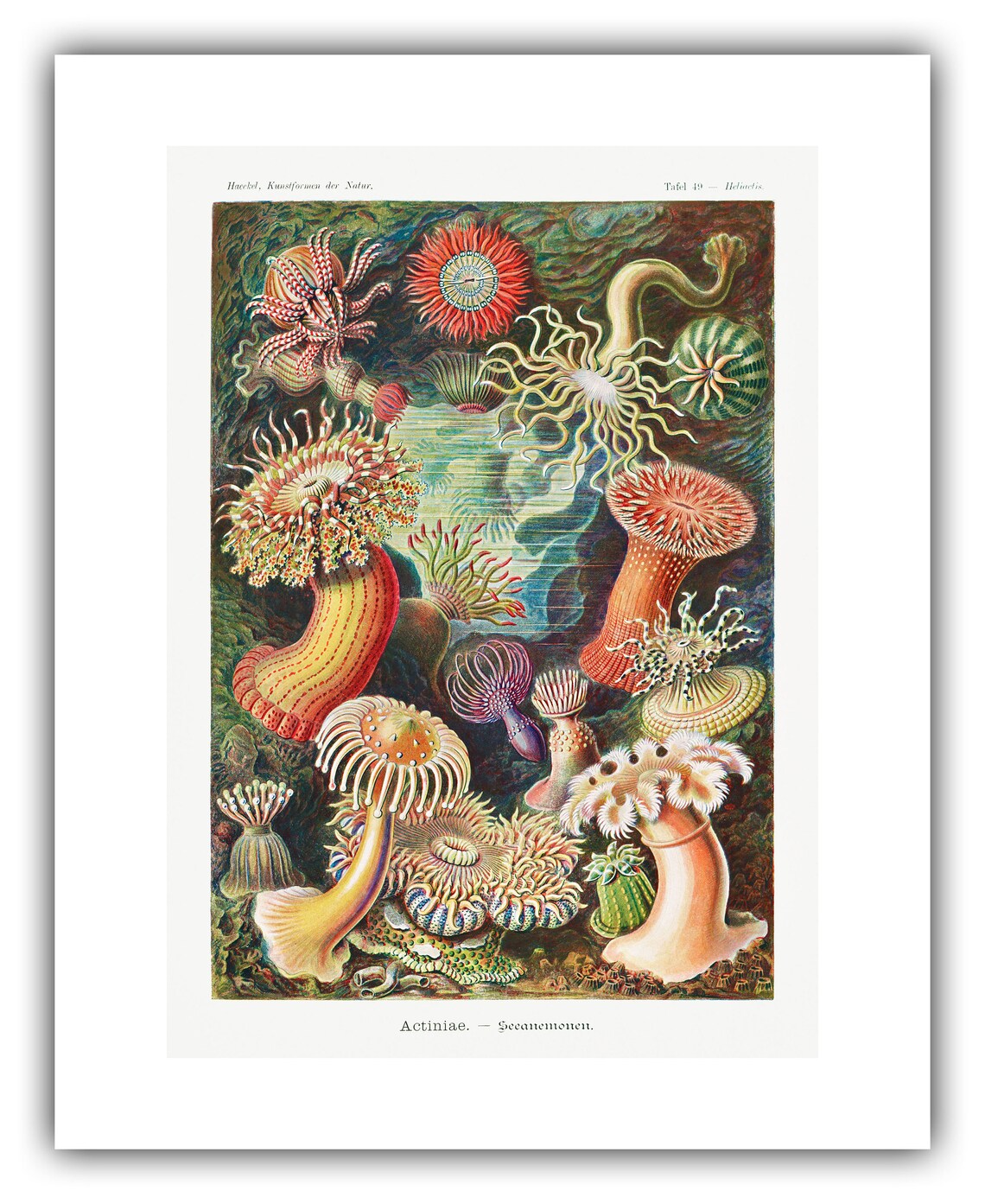 Ernst Haeckel Artforms in Nature : actiniae Sea | Etsy