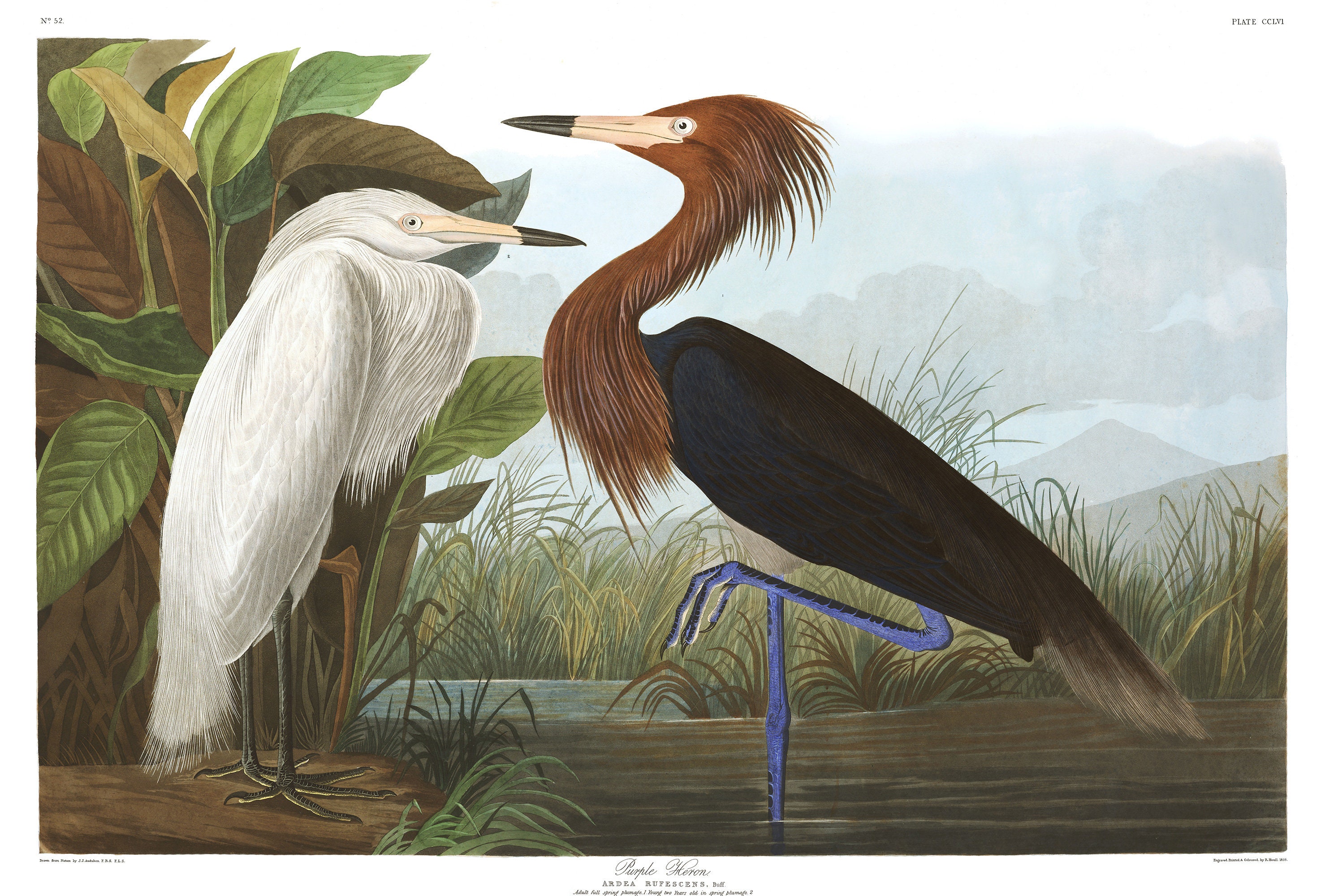 John James Audubon's Birds of America Plate | Etsy