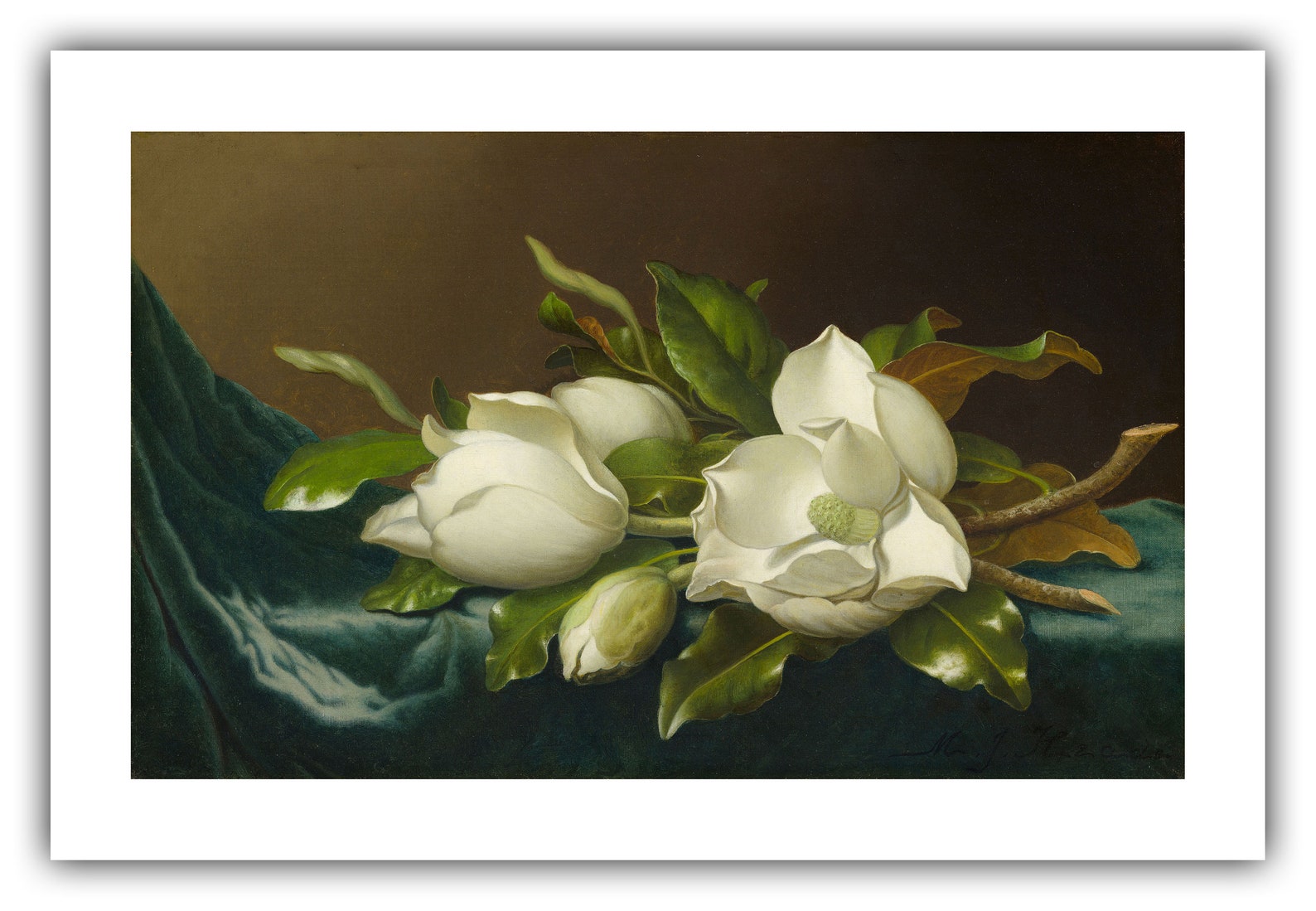Martin Johnson Heade : magnolias on Light Blue Velvet | Etsy