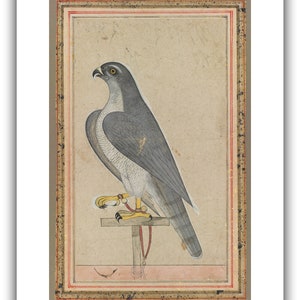 Indian Art : Falcon (c. 1770) - Giclee Fine Art Print - Etsy