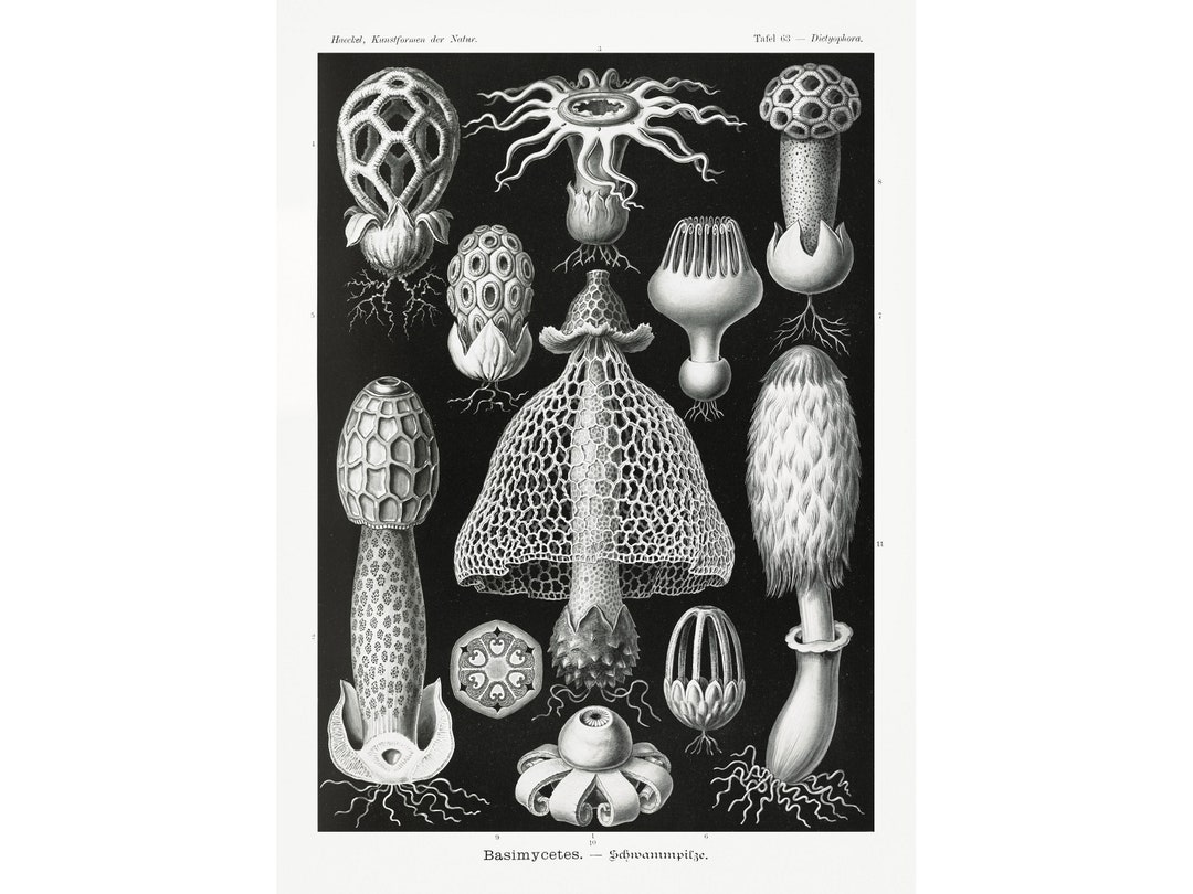 Ernst Haeckel Artforms in Nature : Basimycetes Sponge Mushrooms 1904 ...