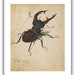Albrecht Durer : Stag Beetle 1505 Giclee Fine Art Print - Etsy Sweden